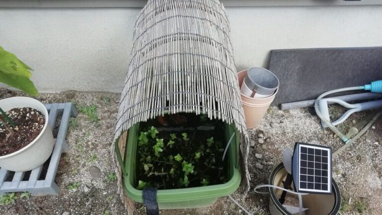 初心者による園芸用プランターを使ったメダカ飼育