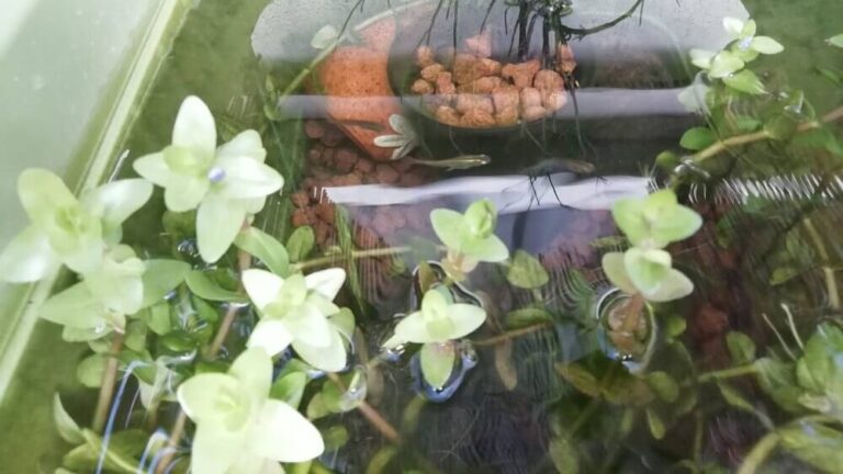 初心者による園芸用プランターを使ったメダカ飼育